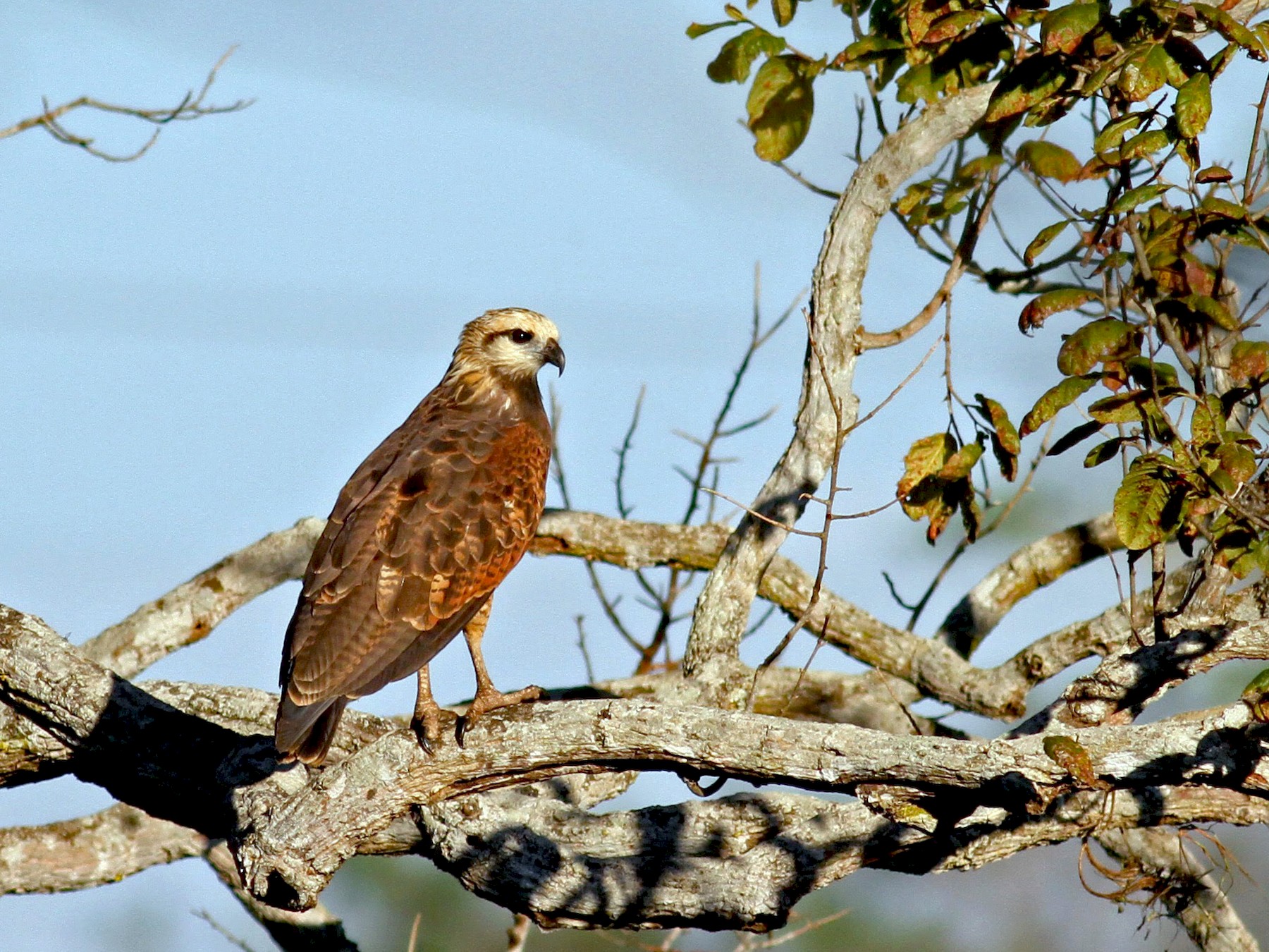 Black-collared Hawk - eBird