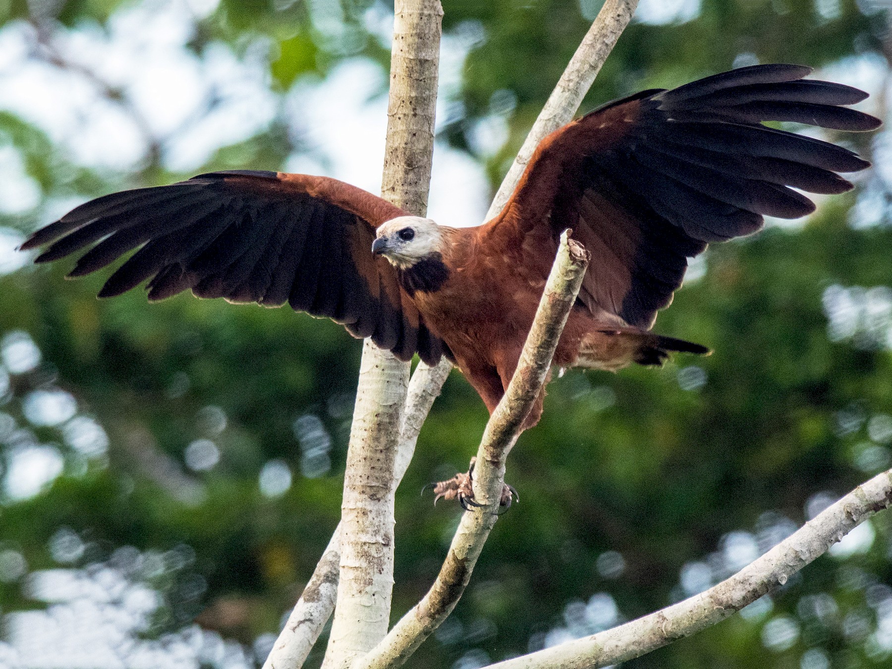 Black-collared Hawk - eBird