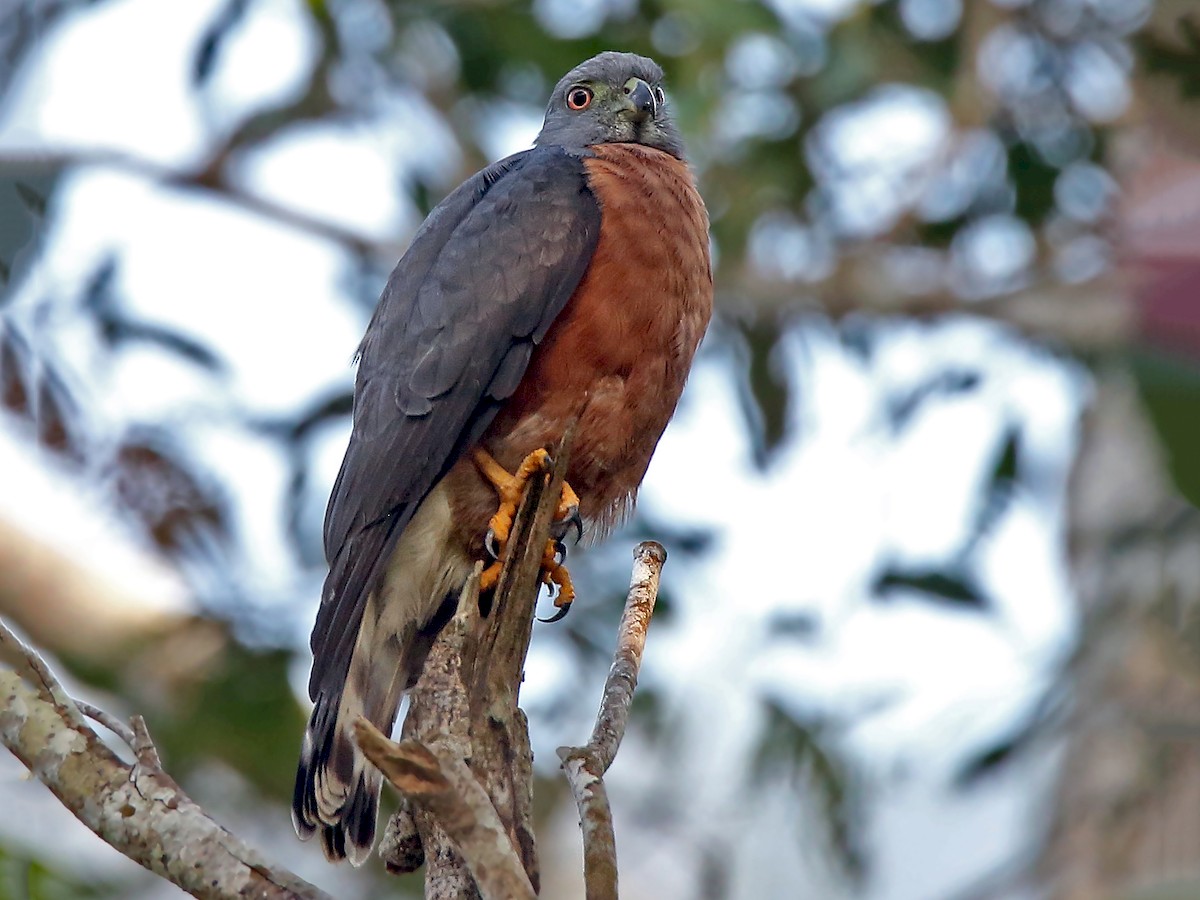 Double-toothed Kite - Harpagus bidentatus - Birds of the World