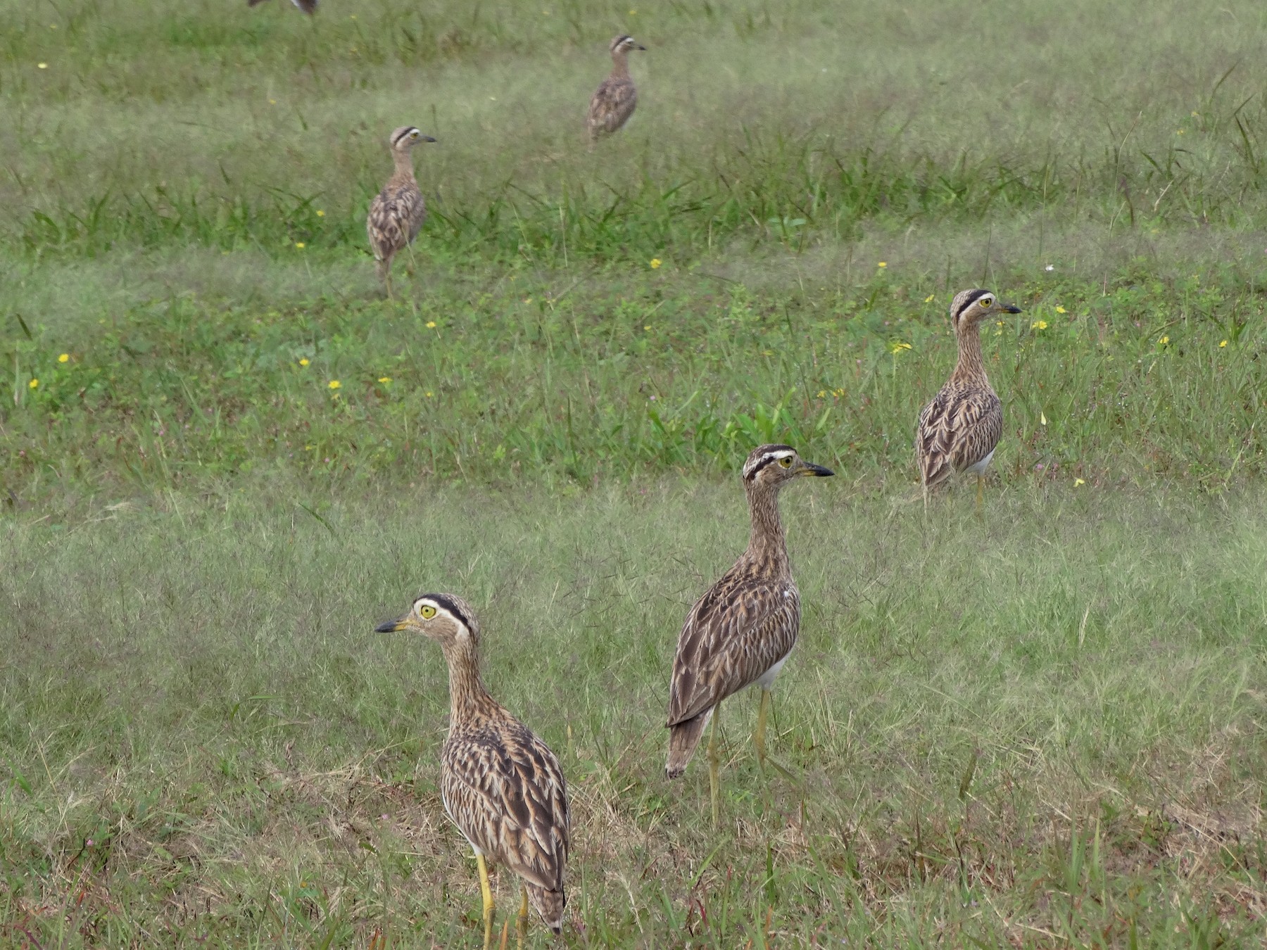 Alcaraván Americano - eBird