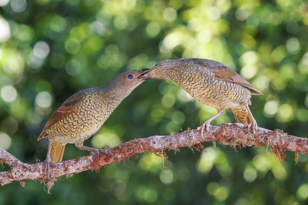 eBird Australia Checklist - 8 Mar 2022 - O'Reilly's Rainforest Retreat ...