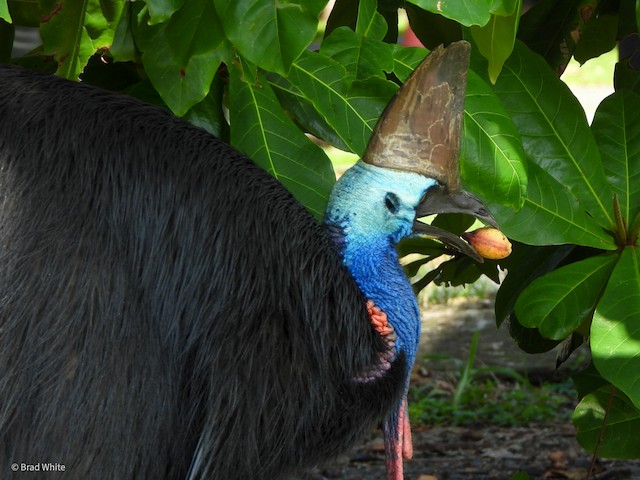 Cassowary Eating