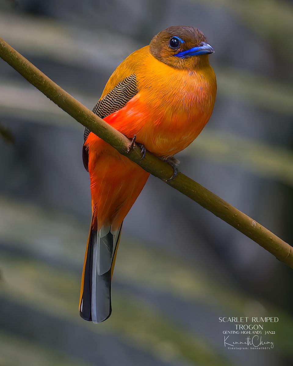 eBird Checklist - 27 Jan 2022 - Genting Highlands--Gunung Ulu Kali - 18 ...