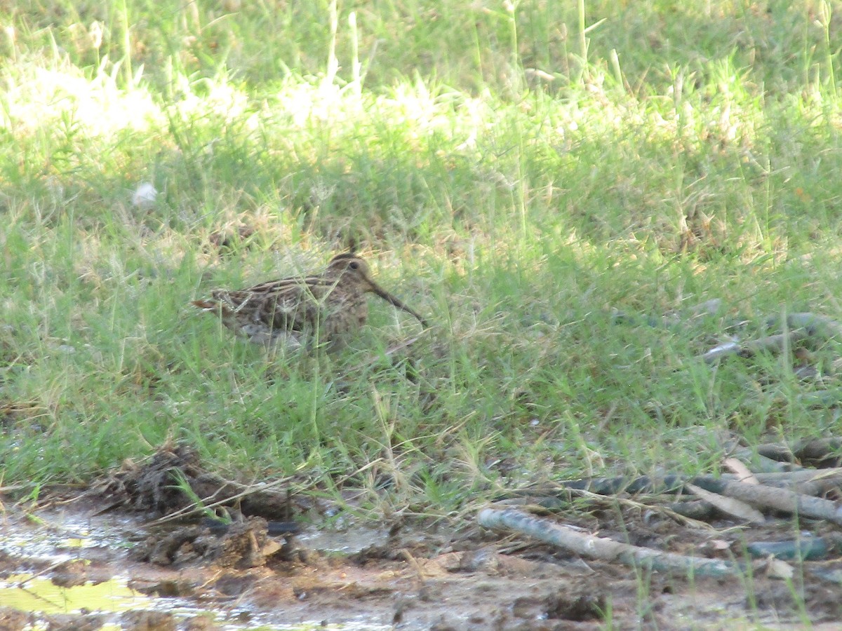 eBird Checklist - 12 Mar 2022 - Horse Paddocks (Dump Rd, Mt Isa) - 24 ...