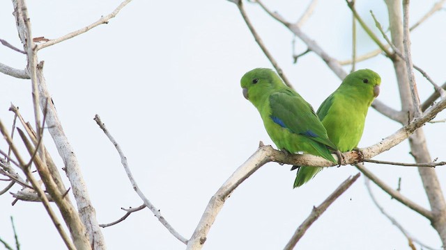 Cobalt Blue Parrotlet