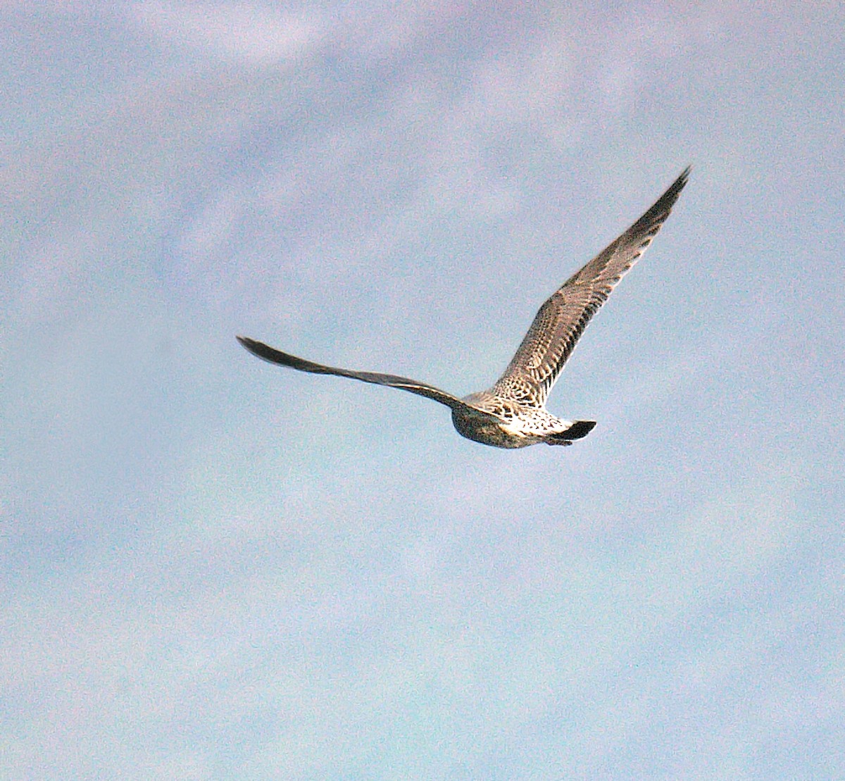 eBird Checklist - 14 Sep 2006 - Attu Island--Alexai Point - 2 species