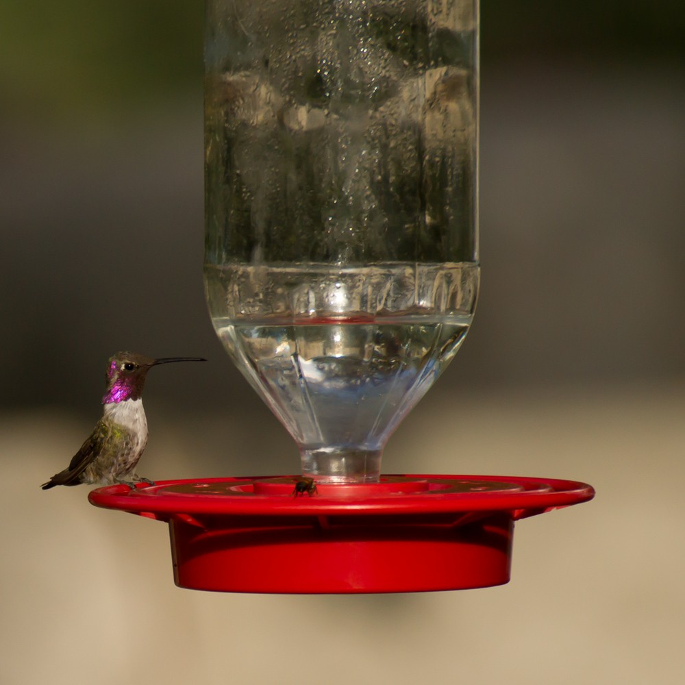 Lucifer x Anna's Hummingbird (hybrid) - eBird