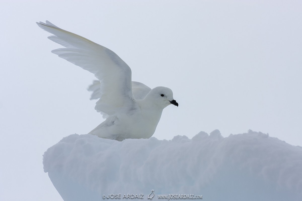 ML424486141 Snow Petrel Macaulay Library