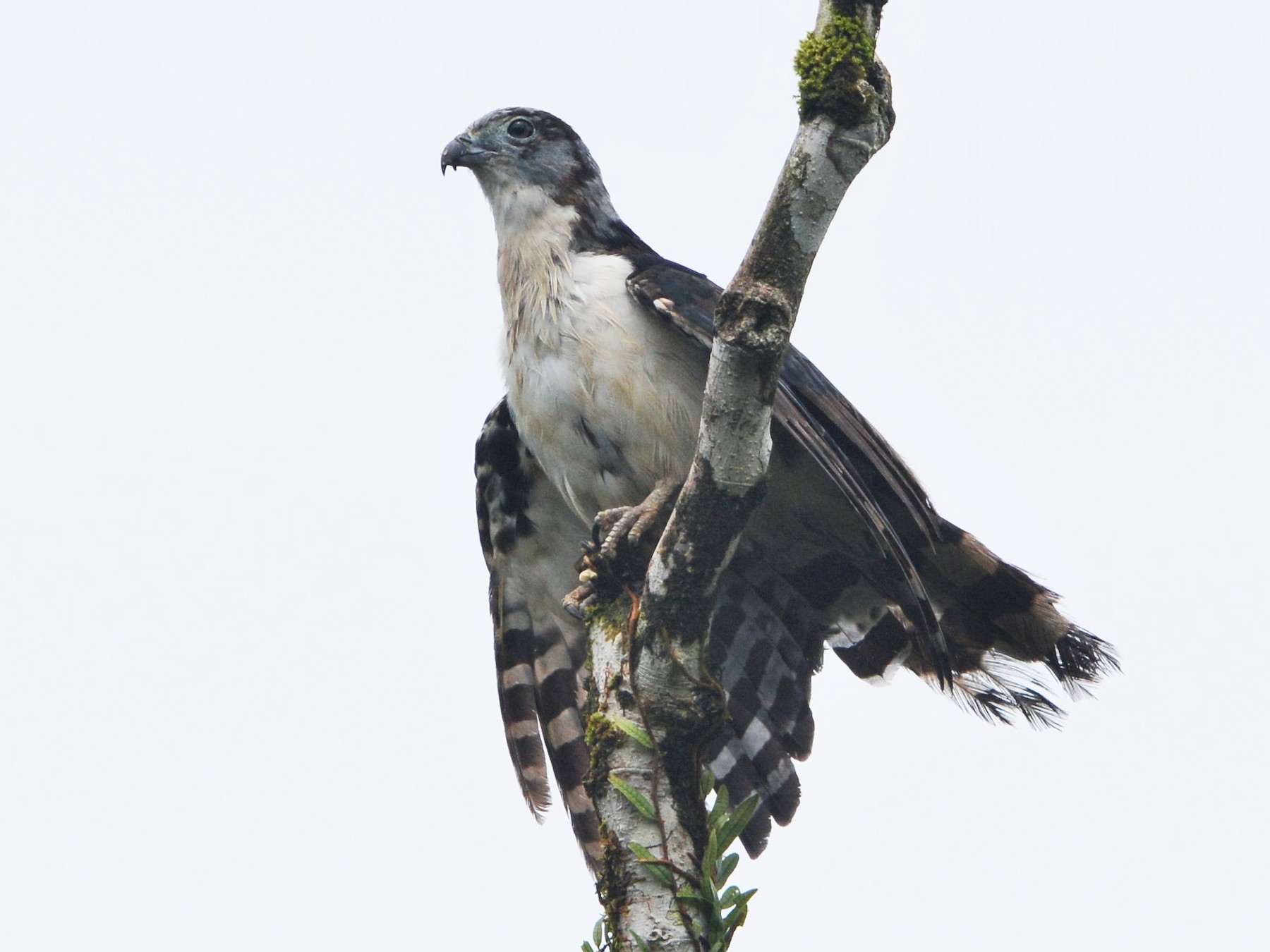 Gavilán Palomero - eBird
