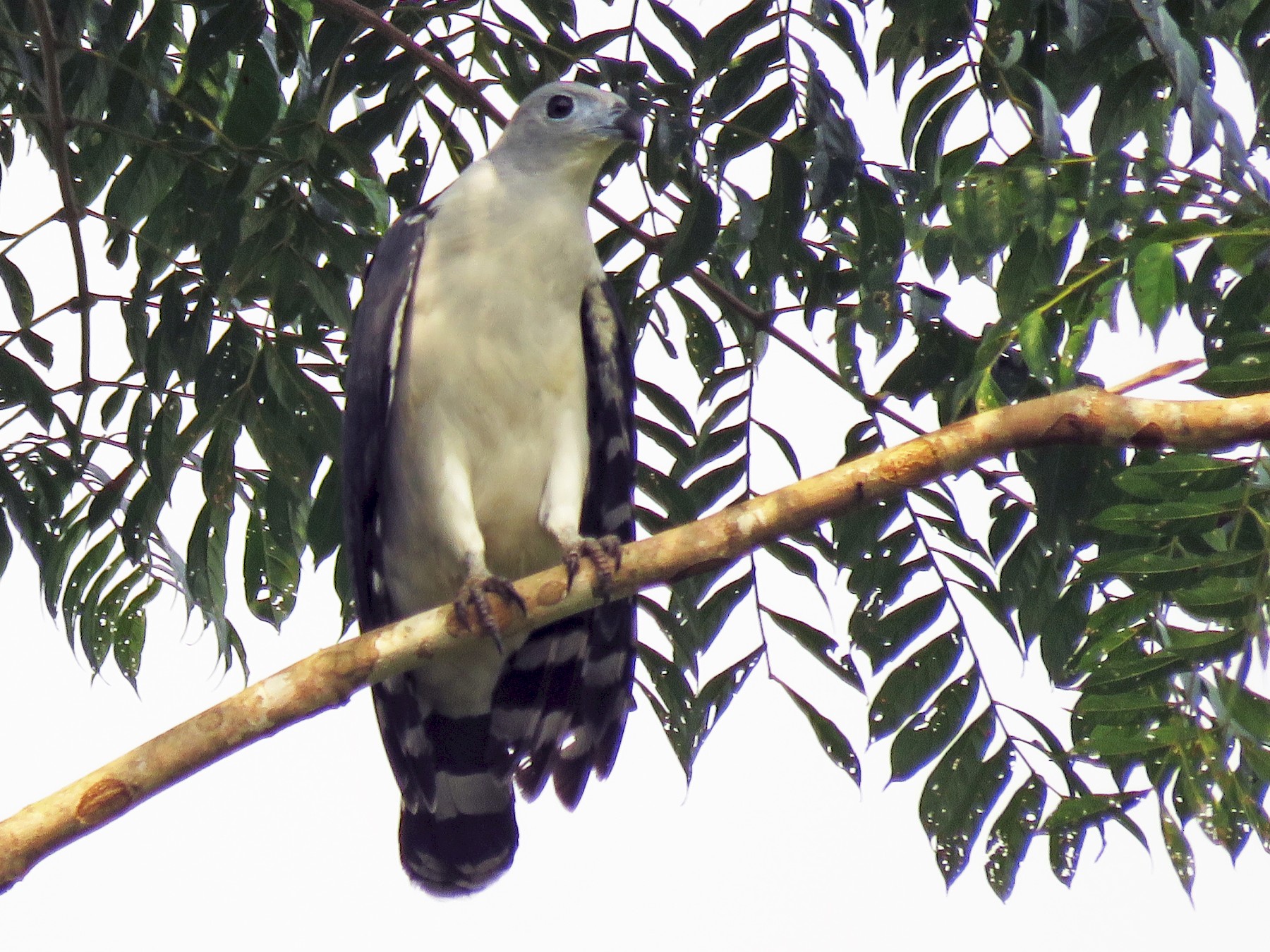 Gray-headed Kite - eBird