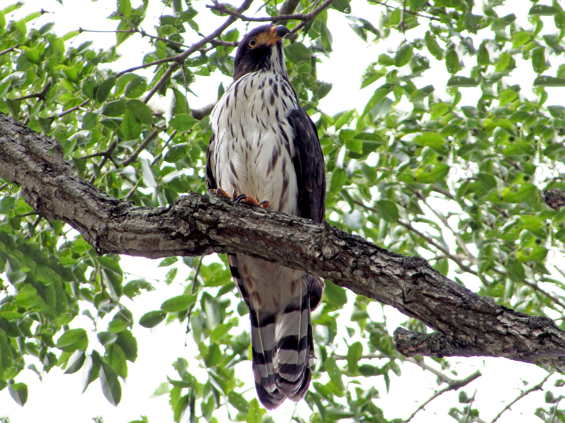 Gray-headed Kite - eBird