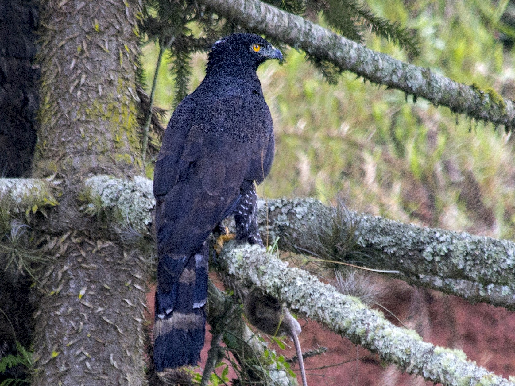 Black Hawk-Eagle - eBird