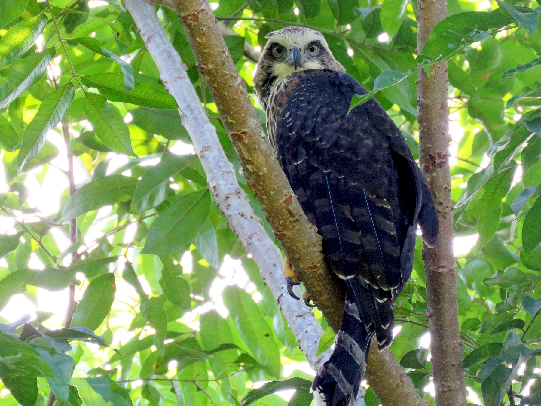Black Hawk-Eagle - eBird