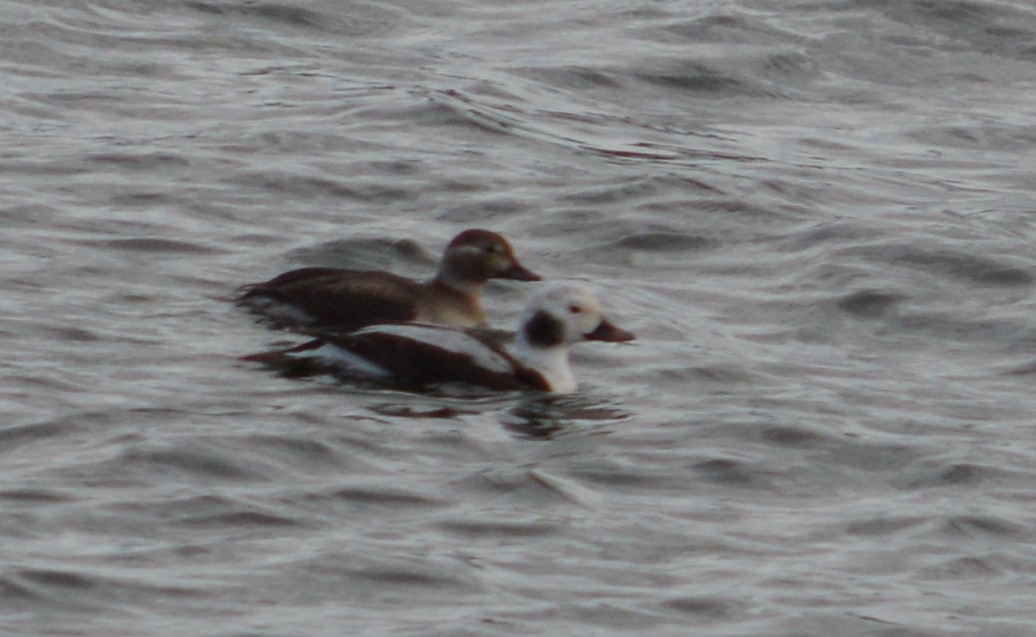 eBird Checklist - 12 Dec 2016 - Show Low Lake spillway - 3 species