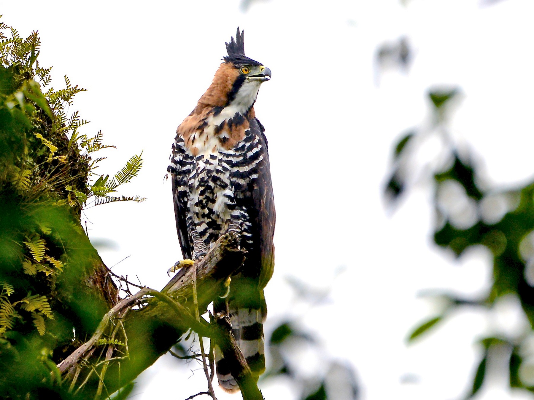 Ornate Hawk-Eagle - eBird