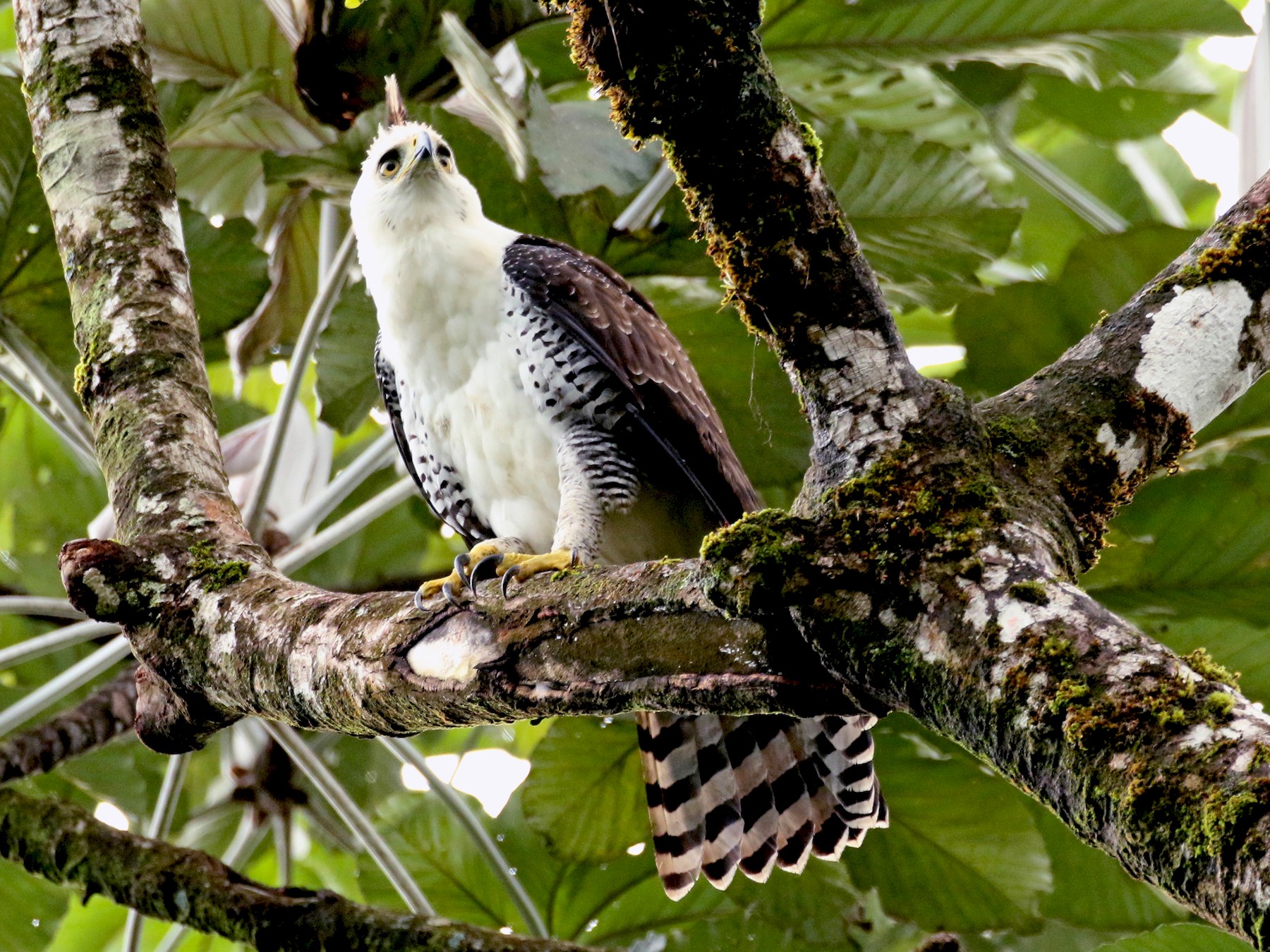 Ornate Hawk-Eagle - eBird