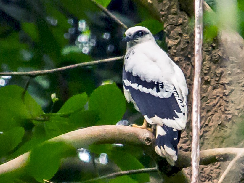 White Hawk - eBird
