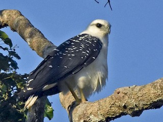 White Hawk - eBird