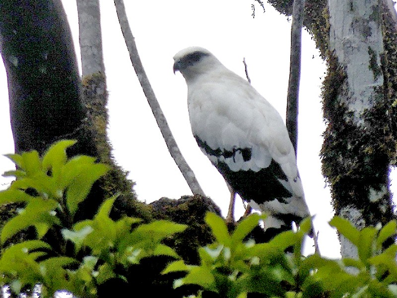 White Hawk - eBird