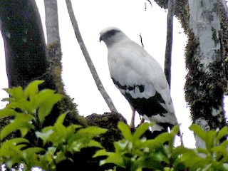 White Hawk - eBird