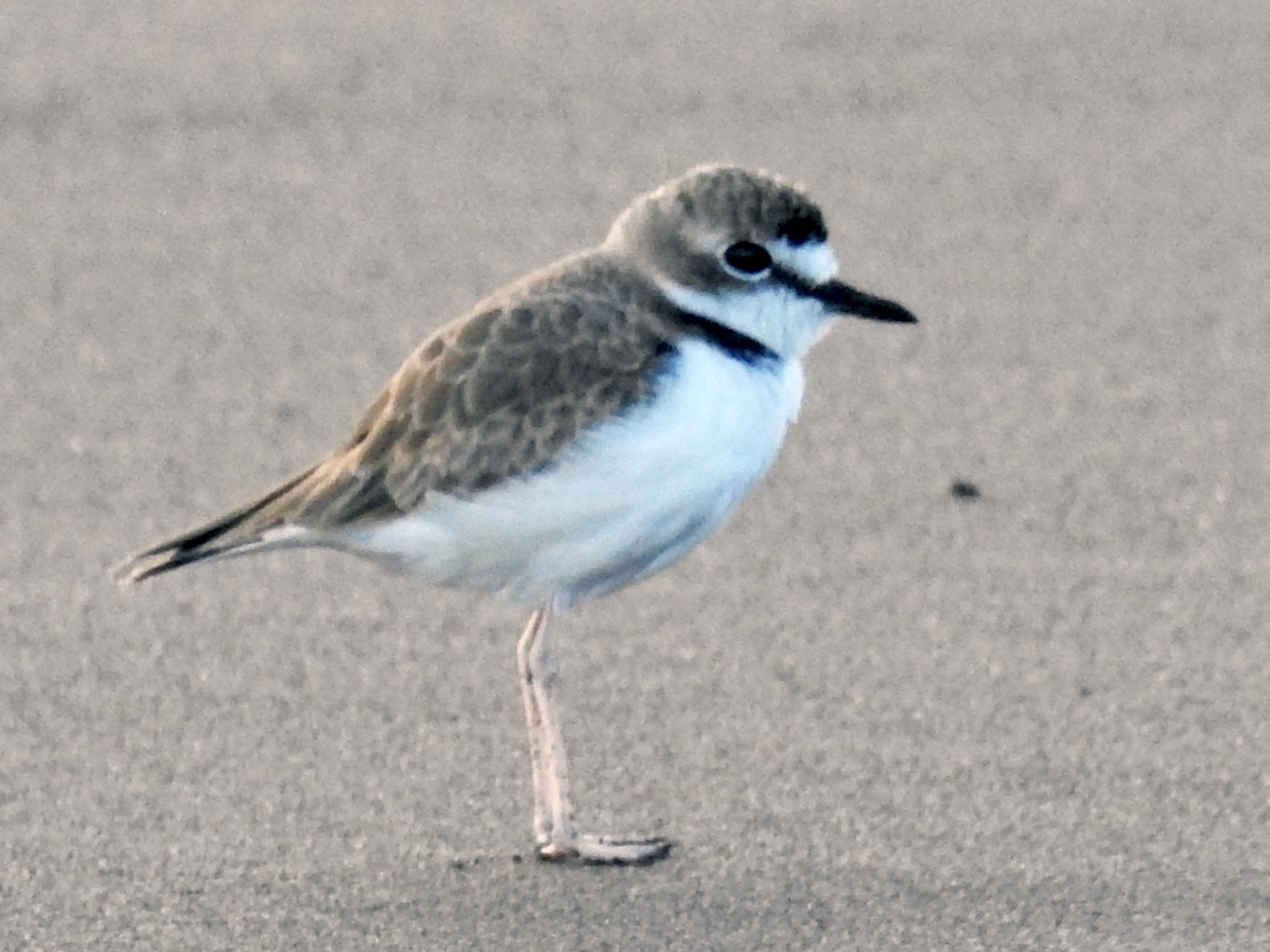 Collared Plover - eBird