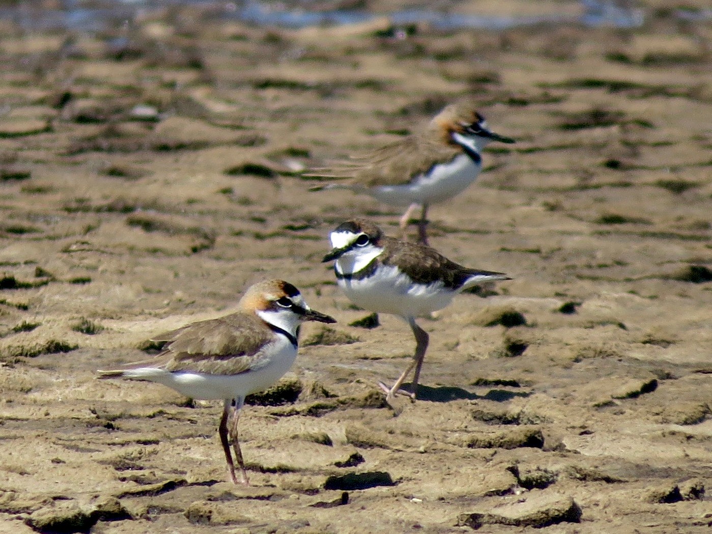 Collared Plover - eBird