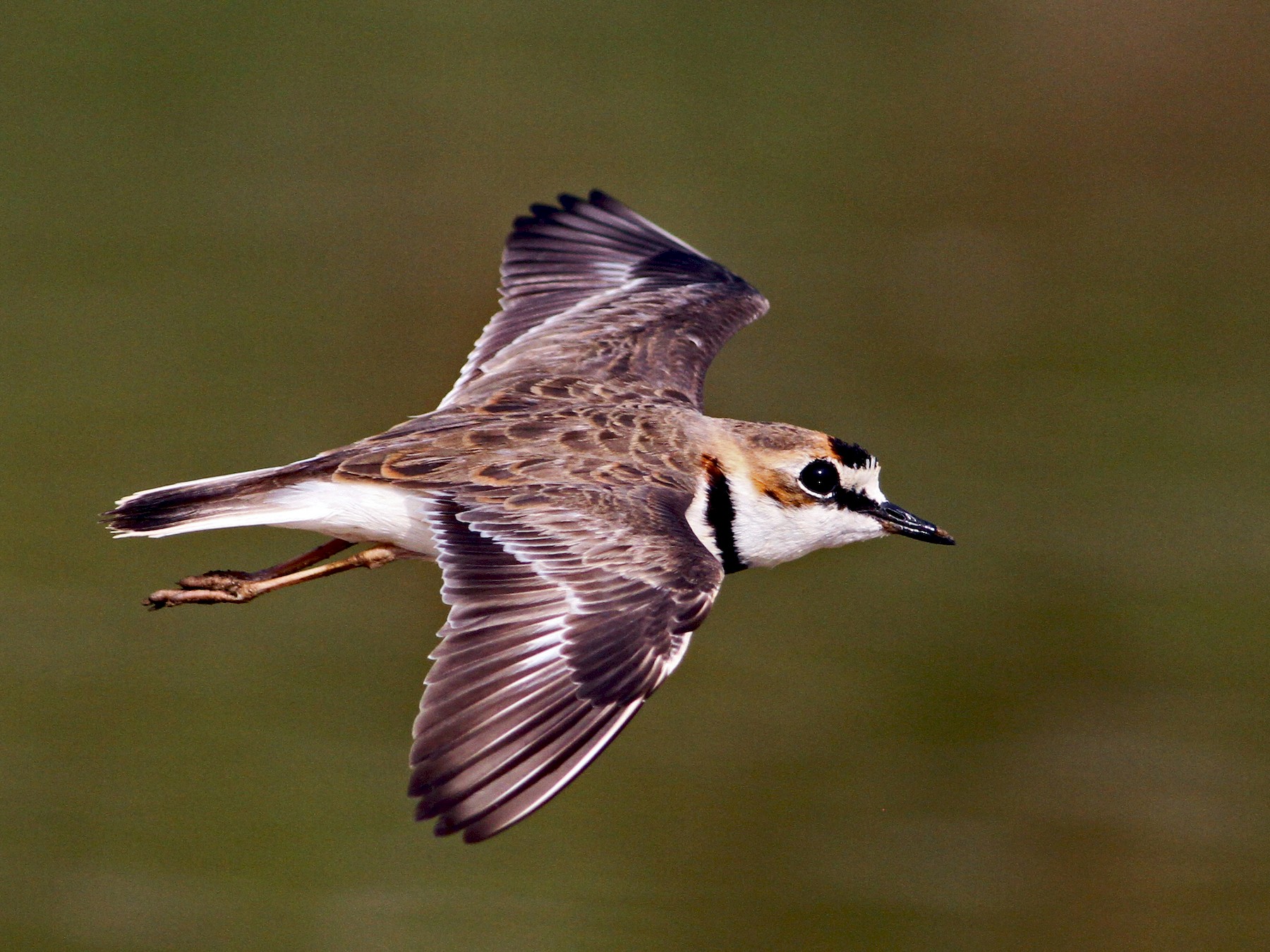 Collared Plover - eBird