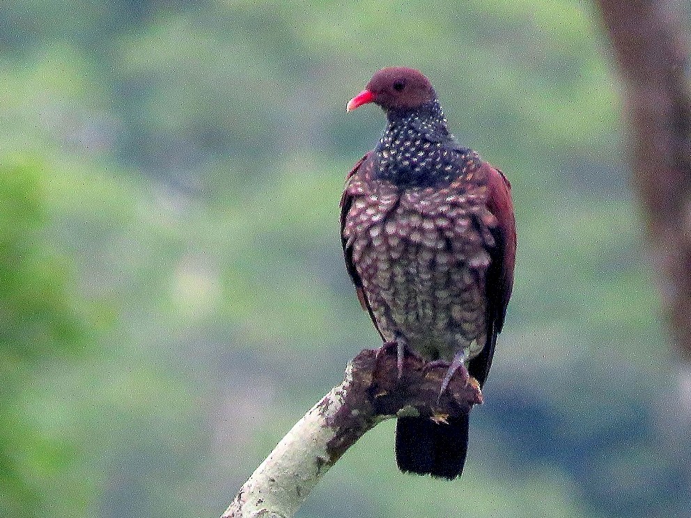 Scaled Pigeon - eBird