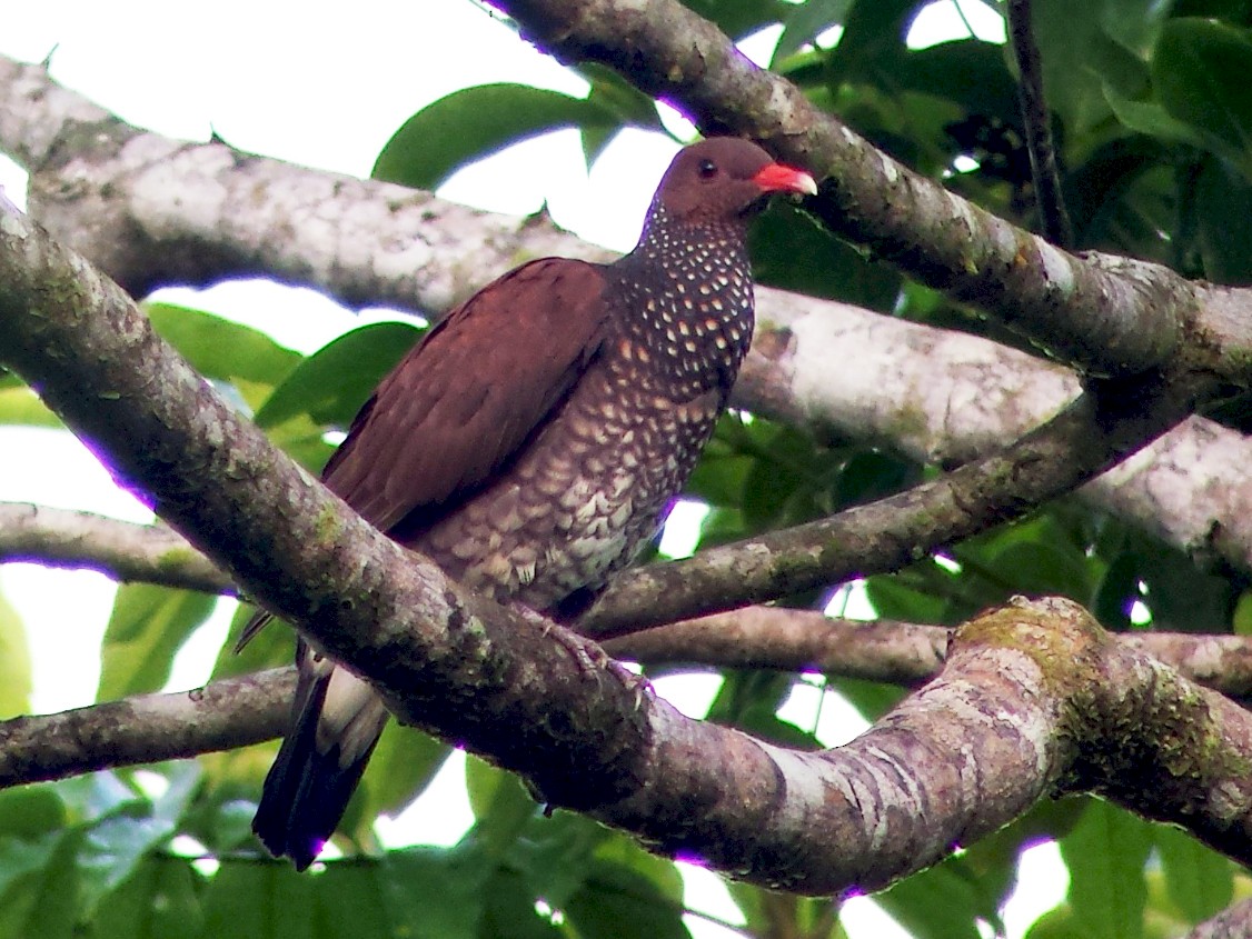 Scaled Pigeon - eBird