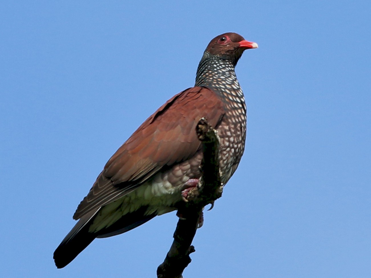 Scaled Pigeon - eBird