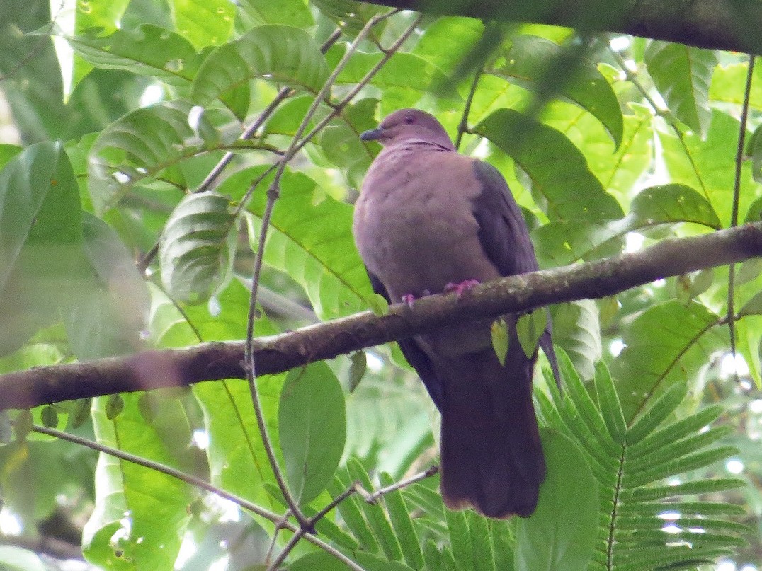 Short-billed Pigeon - eBird