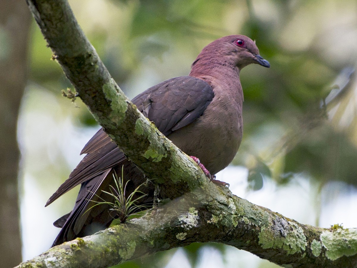 Short-billed Pigeon - Patagioenas nigrirostris - Birds of the World