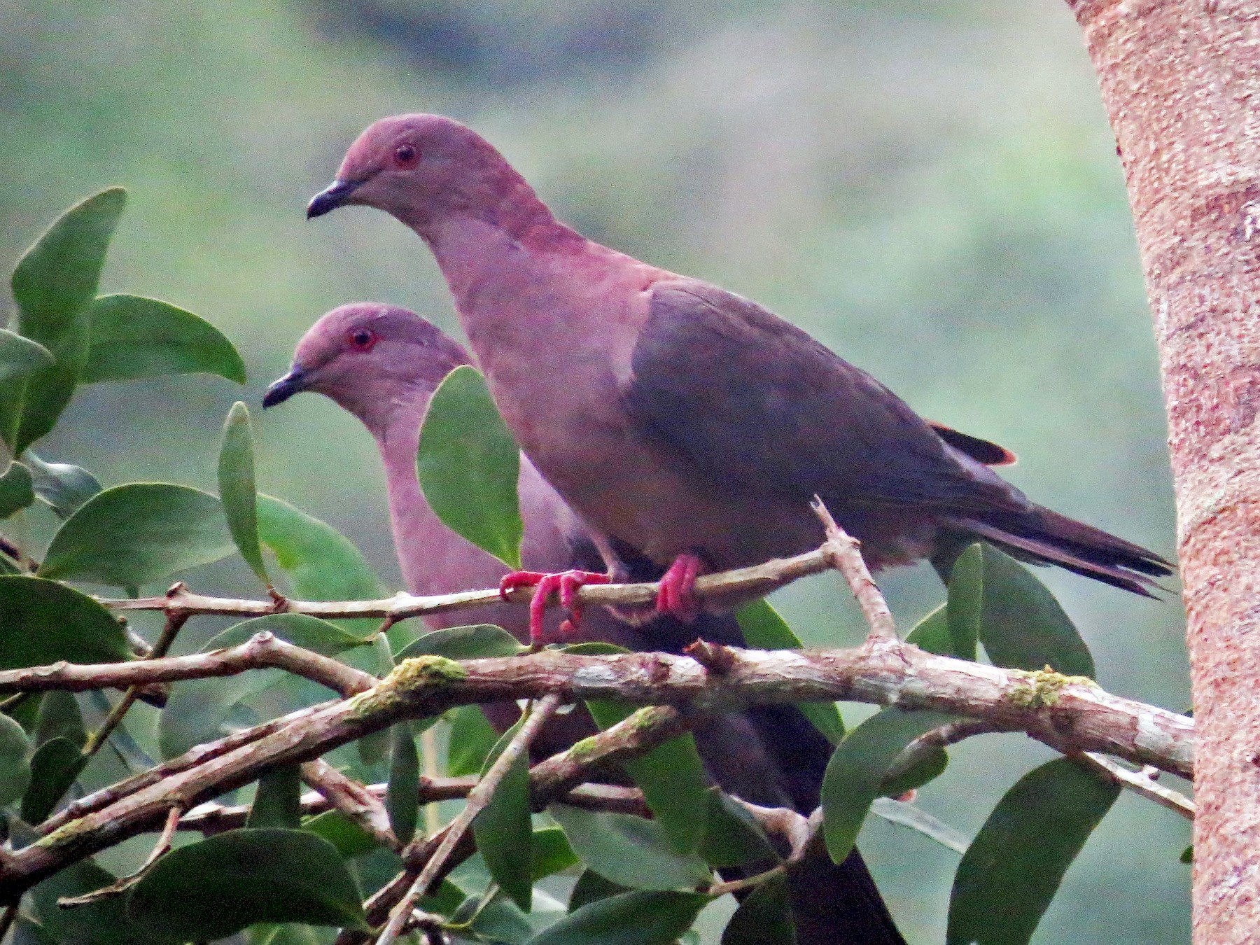 Short-billed Pigeon - eBird