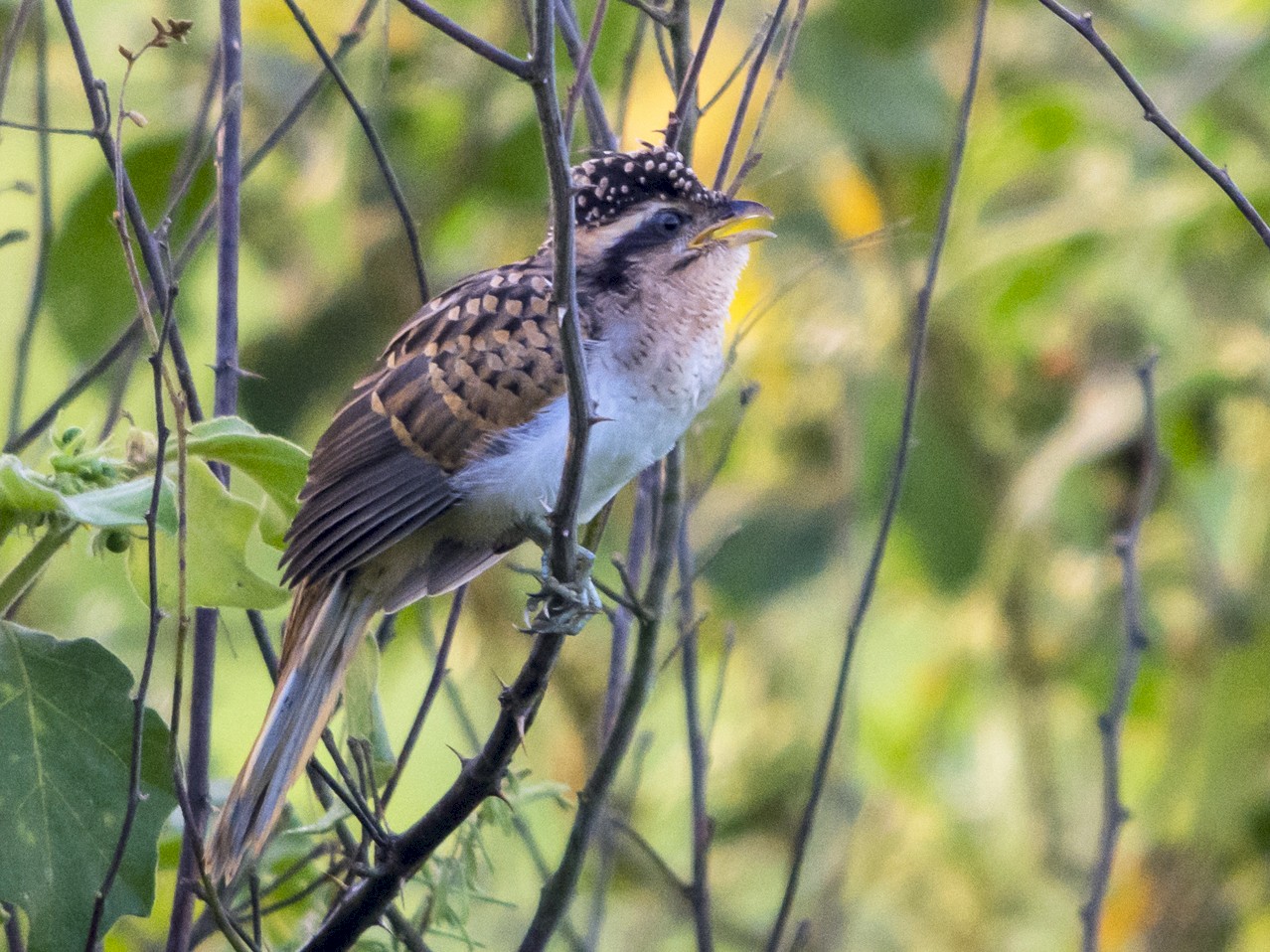 Striped Cuckoo - eBird
