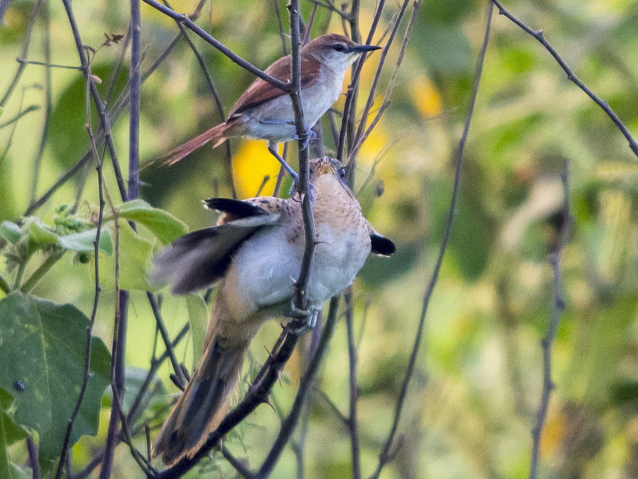 Striped Cuckoo - eBird