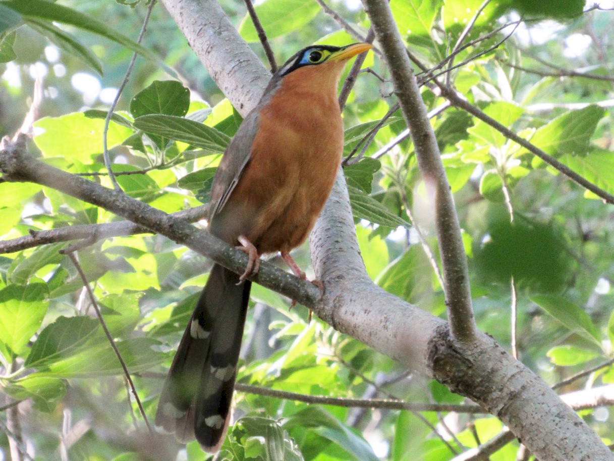 Lesser Ground-Cuckoo - eBird