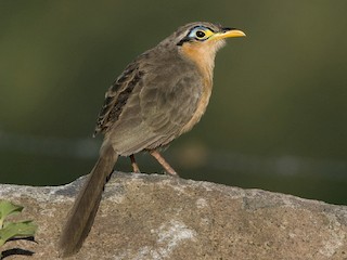 Lesser Ground-Cuckoo - eBird