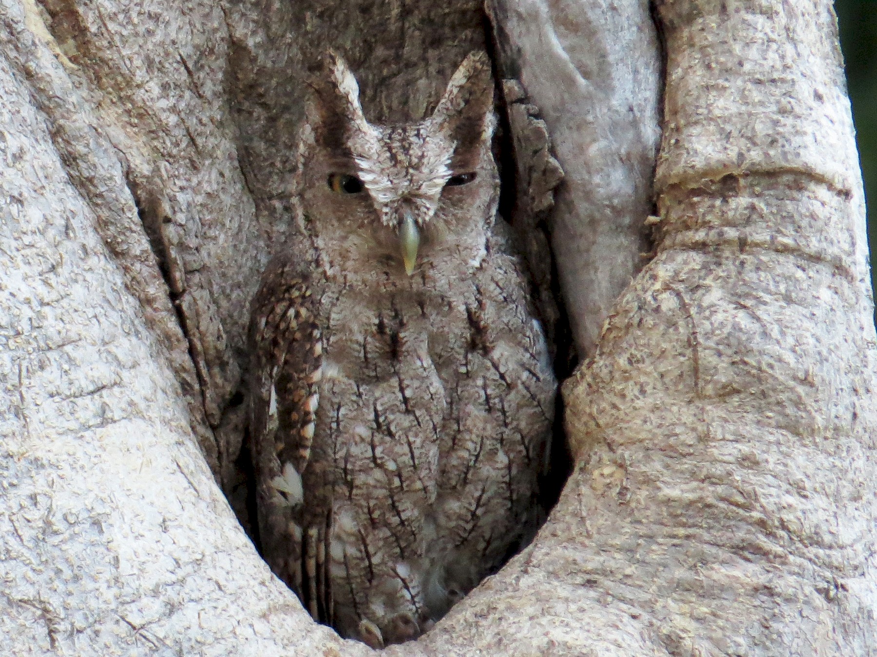 Tecolote de Cooper - eBird