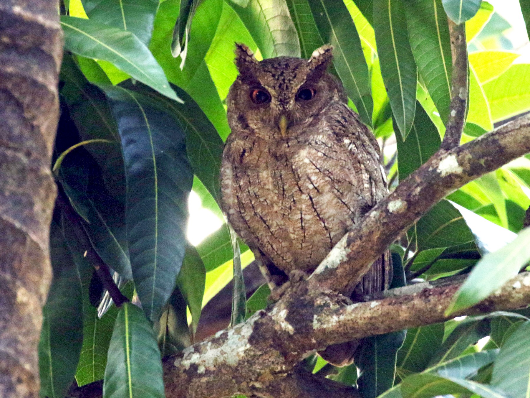 Pacific Screech-Owl - eBird