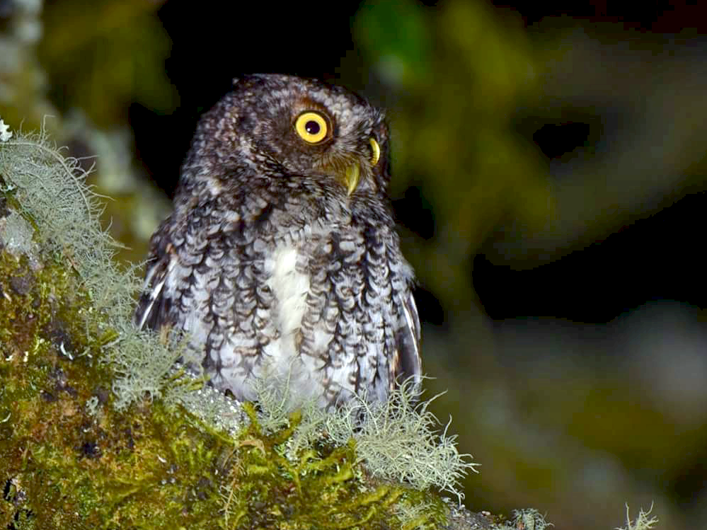 Bearded Screech-Owl - eBird