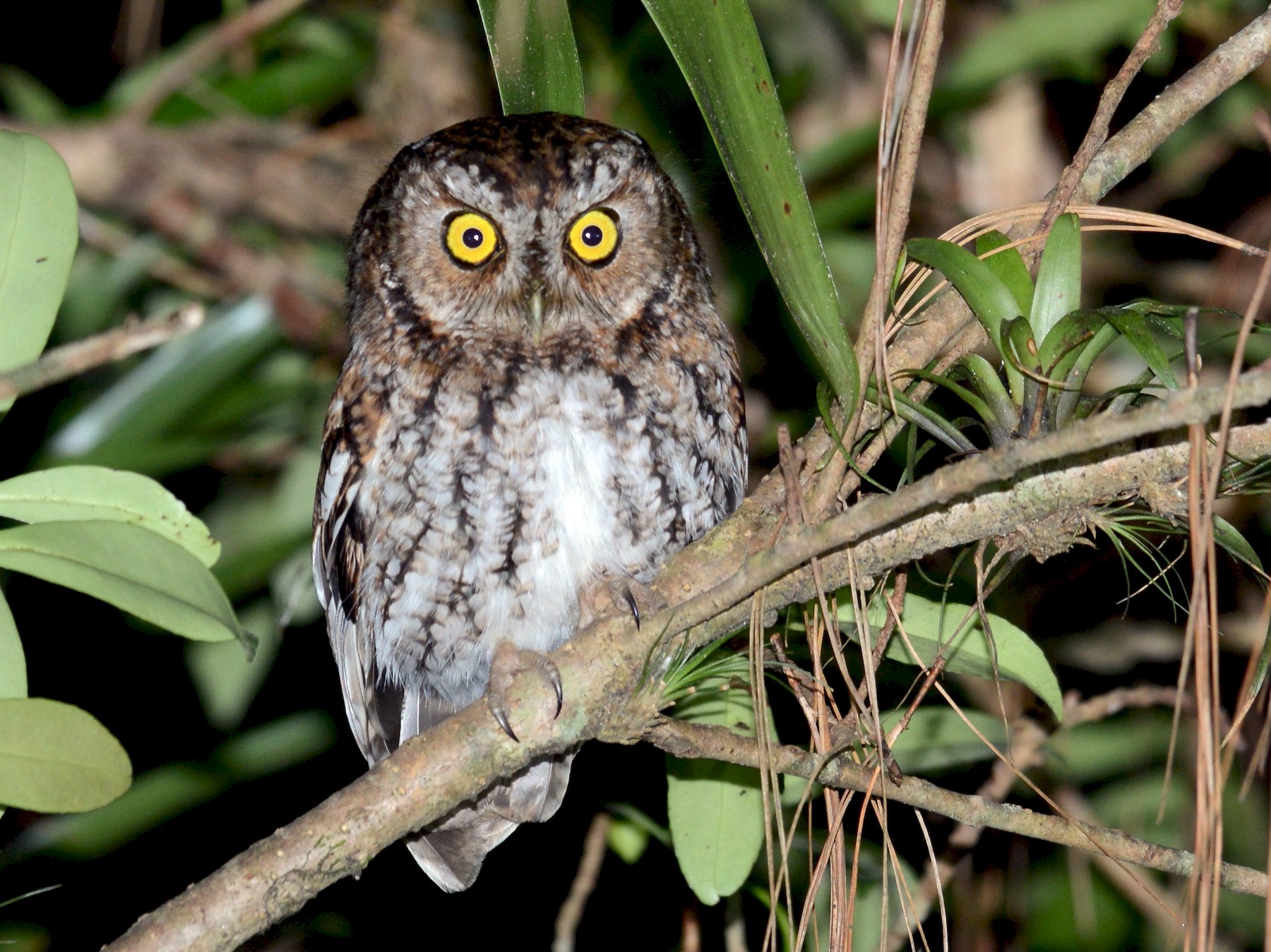 Bearded Screech-Owl - eBird