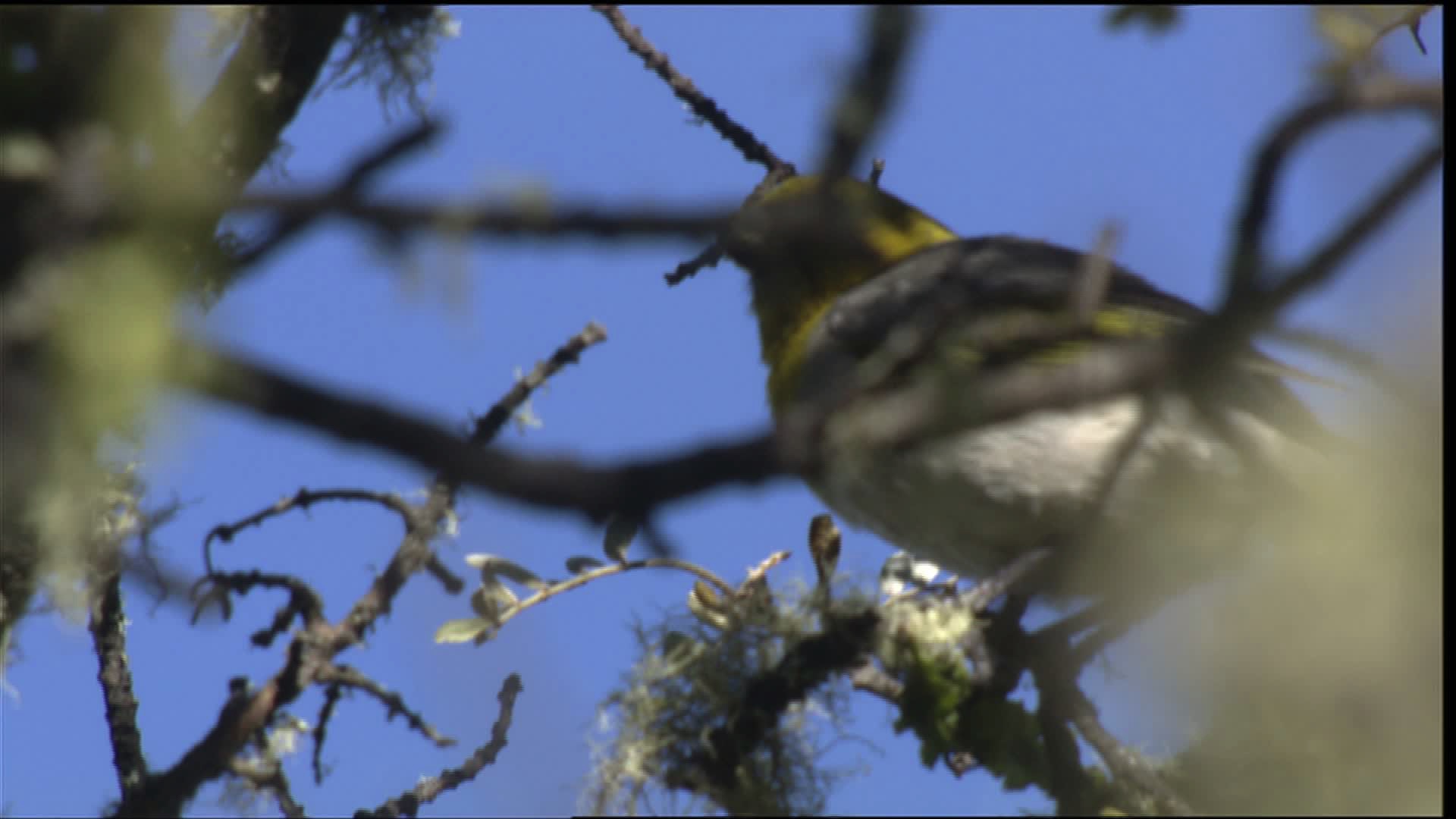 ML424568 - Palila - Macaulay Library