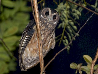 Mottled Owl - eBird