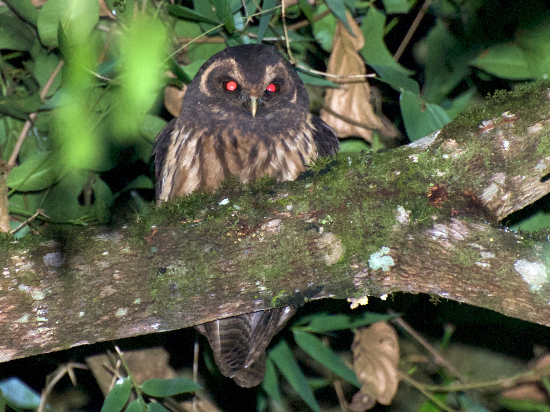 Búho Moteado - eBird