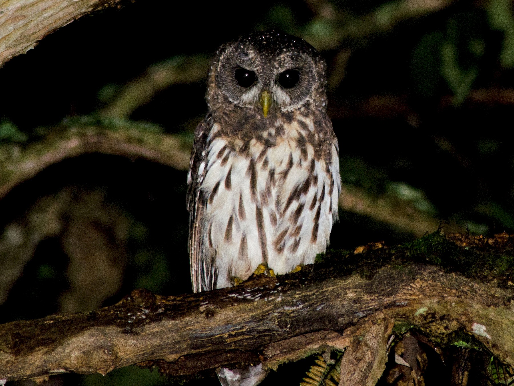 Mottled Owl - eBird