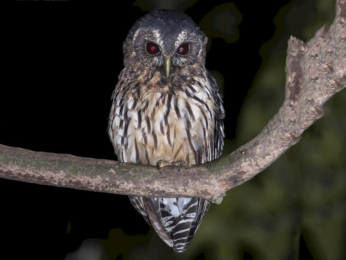Mottled Owl - Strix virgata - Birds of the World