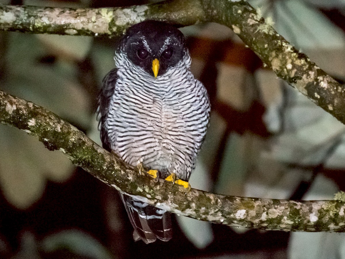 Black-and-white Owl - Strix nigrolineata - Birds of the World