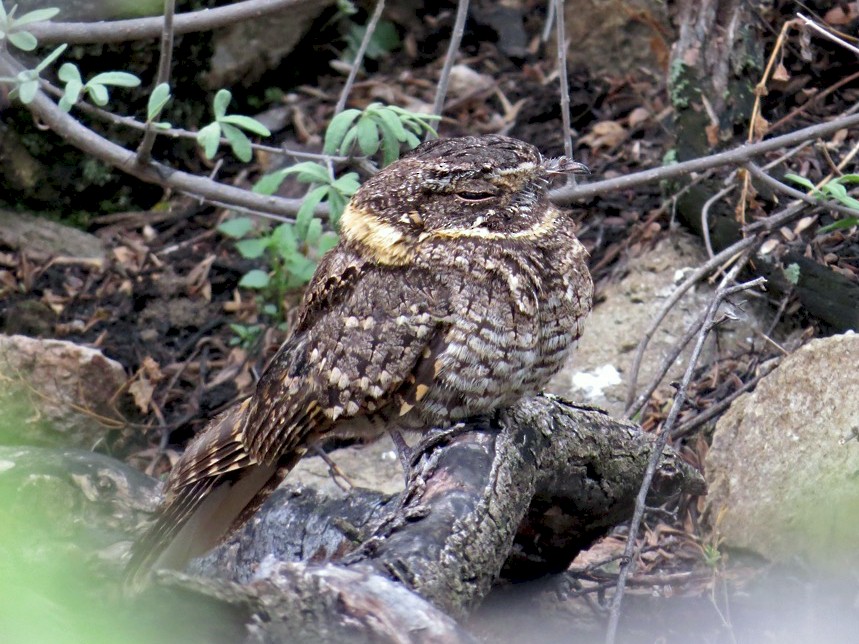 Buff-collared Nightjar - eBird