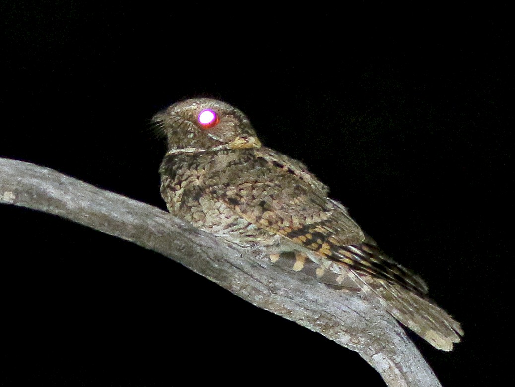 Buff-collared Nightjar - eBird