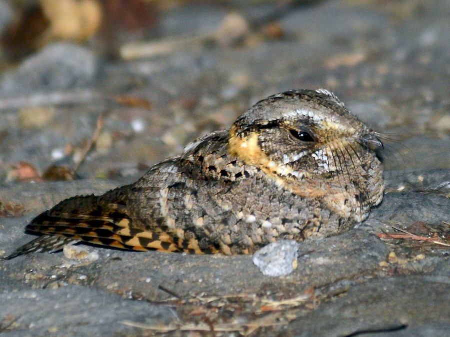 Buff-collared Nightjar - eBird